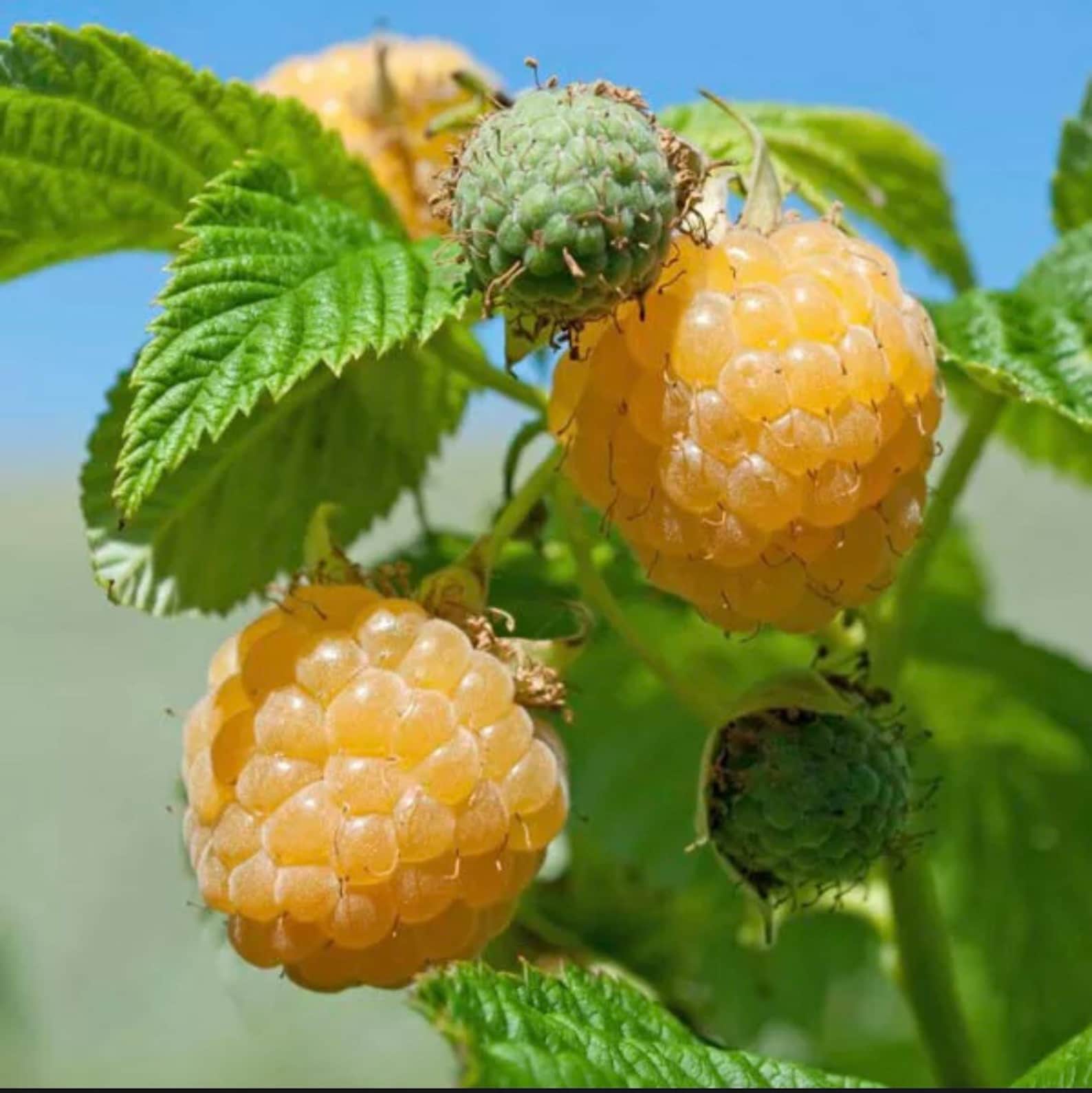 Fall Gold Raspberry Starter Plant Sweet Raspberries Yellow Berry Fruit ...
