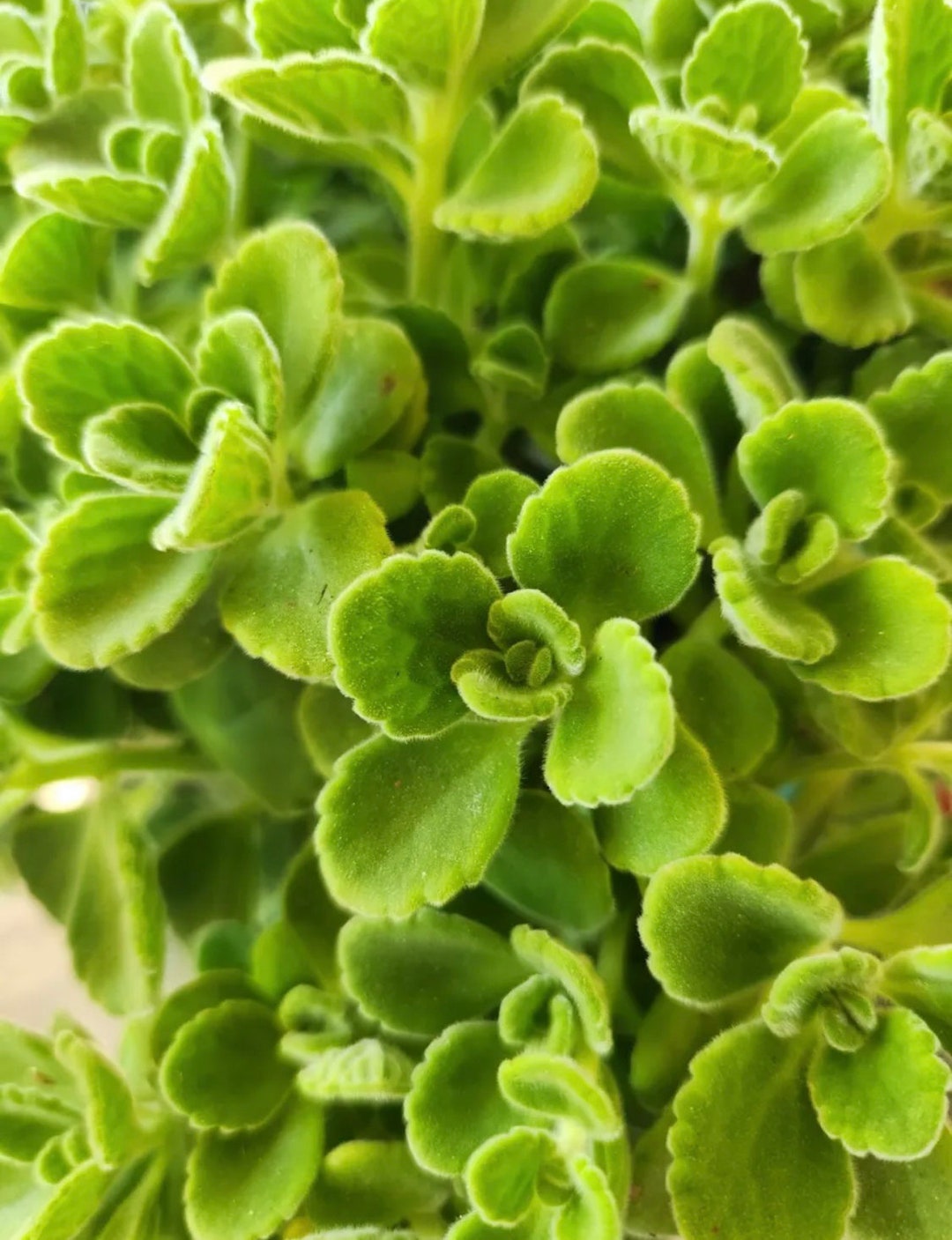 3 Pack - Vick's Plant - Plectranthus Tomentosa - Succulent Coleus ...