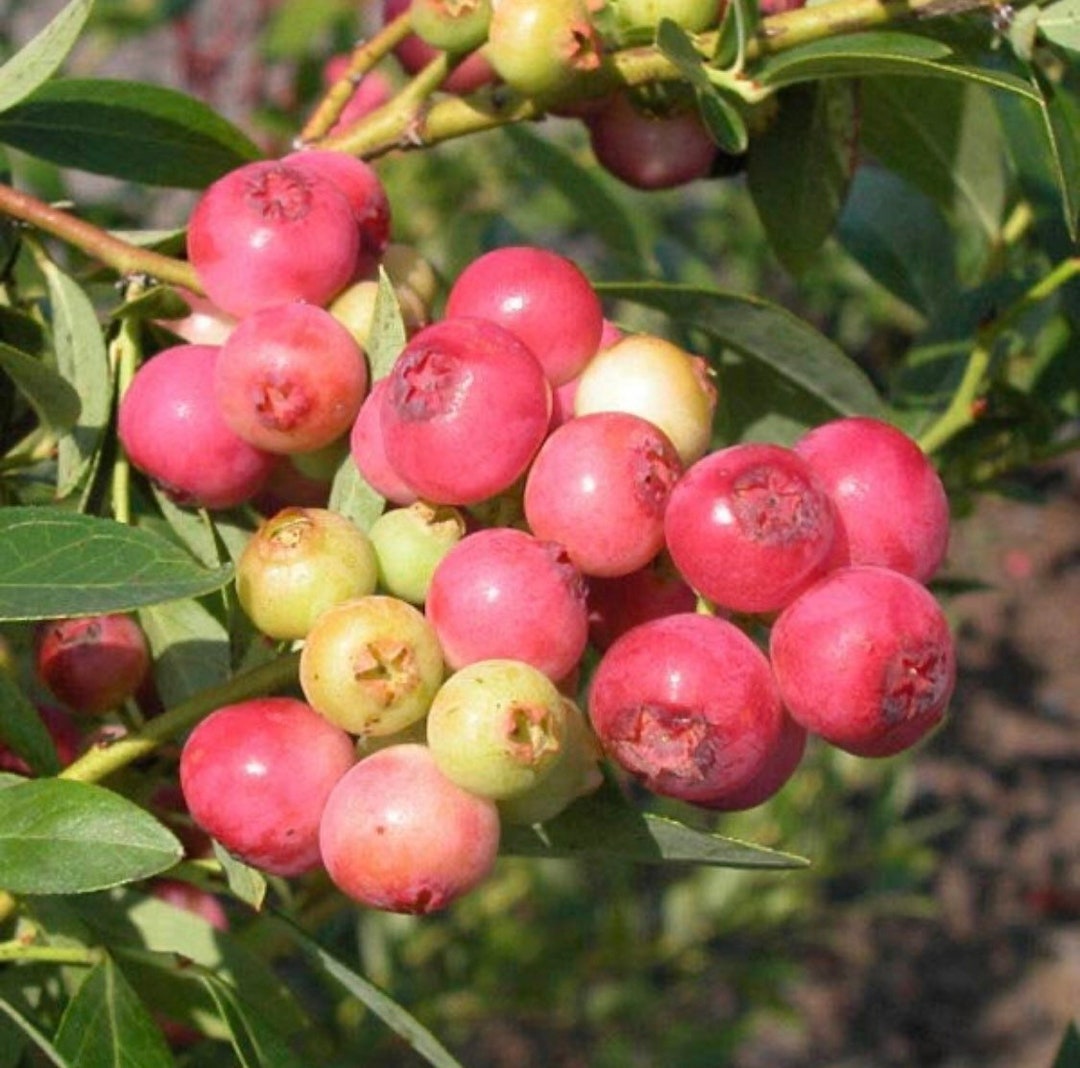 Pink Lemonade Blueberry Starter Plant Rabbiteye Blueberry Bush Dwarf ...