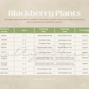 Ponca Thornless Blackberry Bush Container Garden Plant Fruit Bearing ...