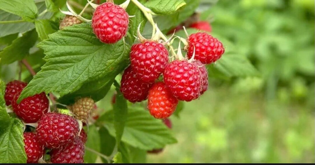 Glencoe Thornless Raspberry Starter Plant - Etsy