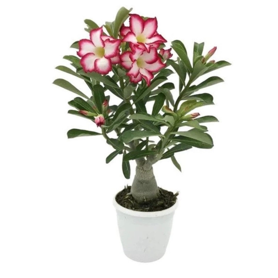 Desert Rose Picotee Adenium Obesum Starter Plant - Flowering Plant ...