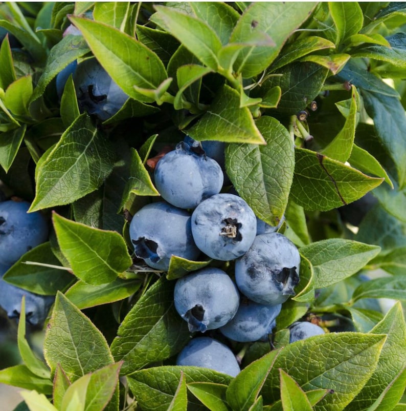 Top Hat Dwarf Blueberry Bush Container Garden Starter Plant Beginner ...