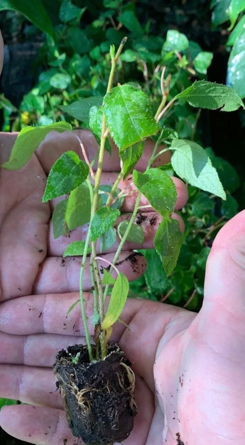 Prolific Kiwi Actinidia Arguta (self-pollinating) Starter Plants - Etsy