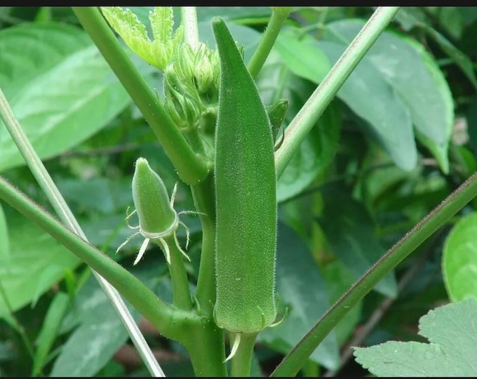 100 Count Clemson Spineless Okra Seeds Gumbo Ladys - Etsy