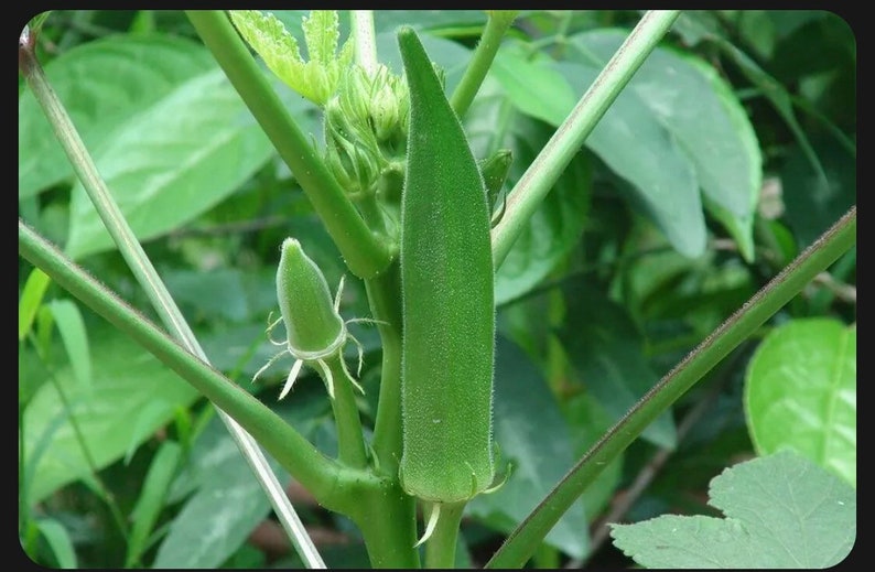 100 Count - Clemson Spineless Okra Seeds, Gumbo, Lady’s Fingers, Gombo ...