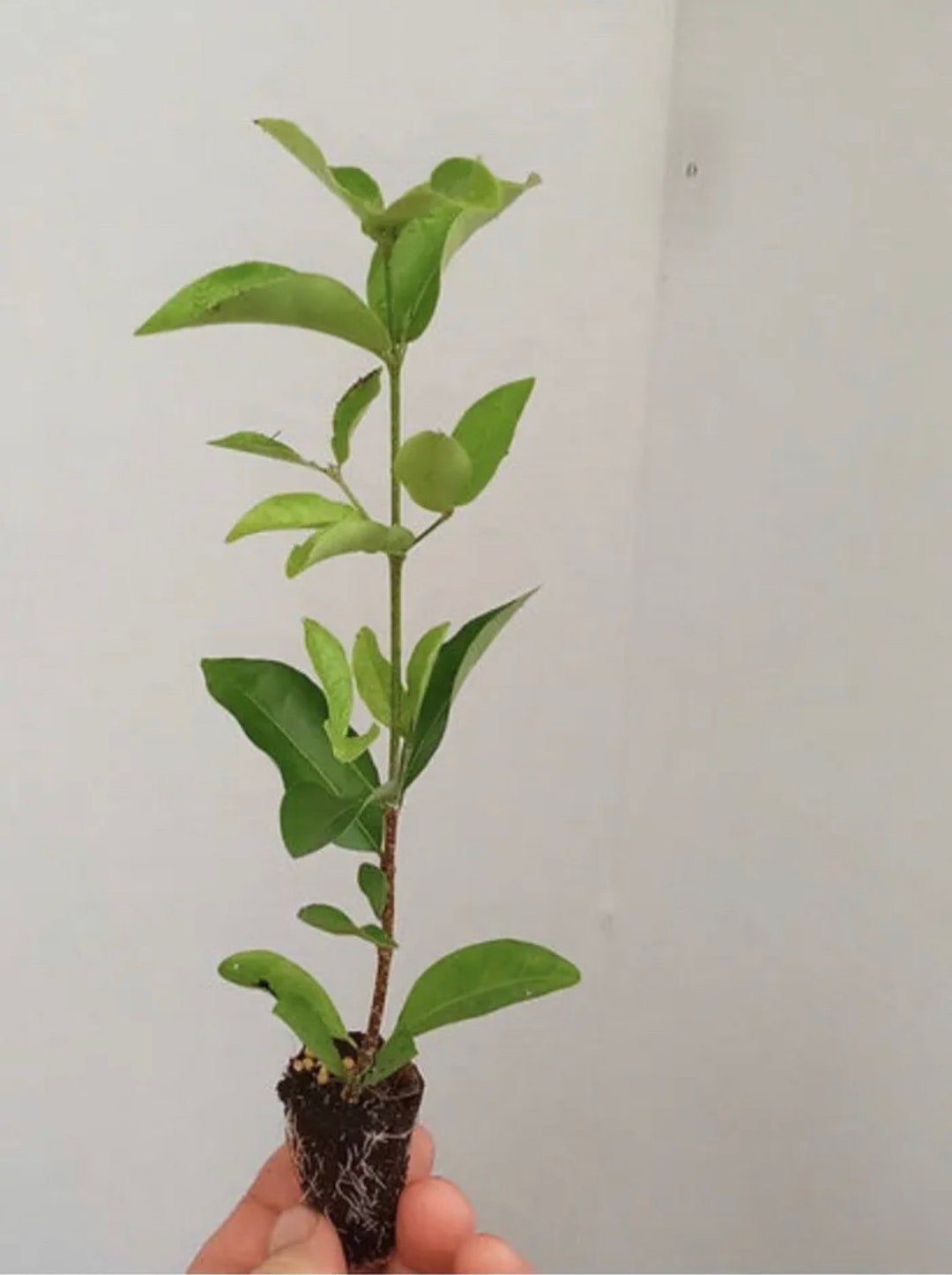 Acerola (malpighia Emarginata) Barbados Cherry Fruit STARTER PLANTS - Etsy