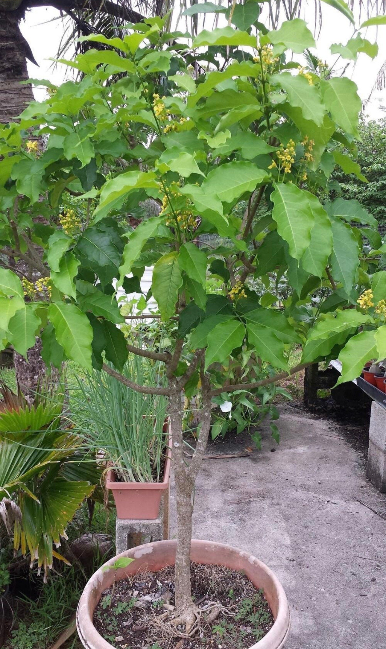 Peanut Butter Tree — Salty Acres