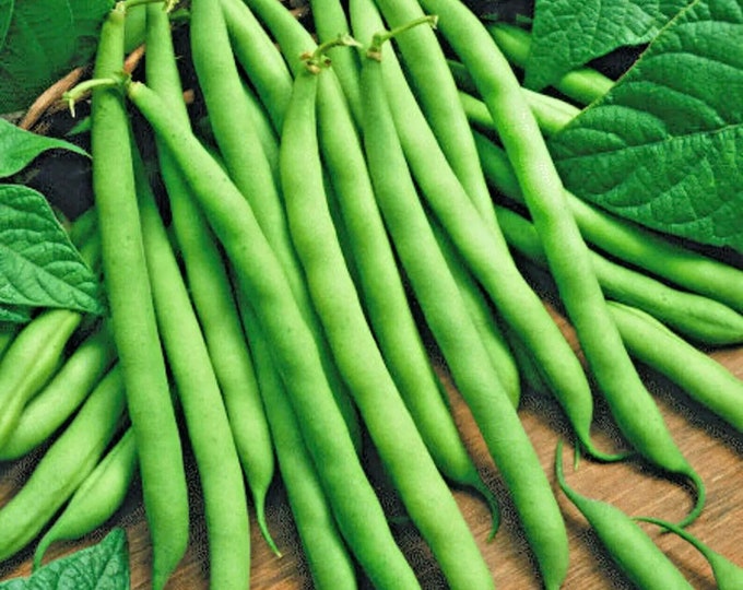 50 Count Blue Lake Bush Green Bean Seeds HEIRLOOM NON-GMO - Etsy