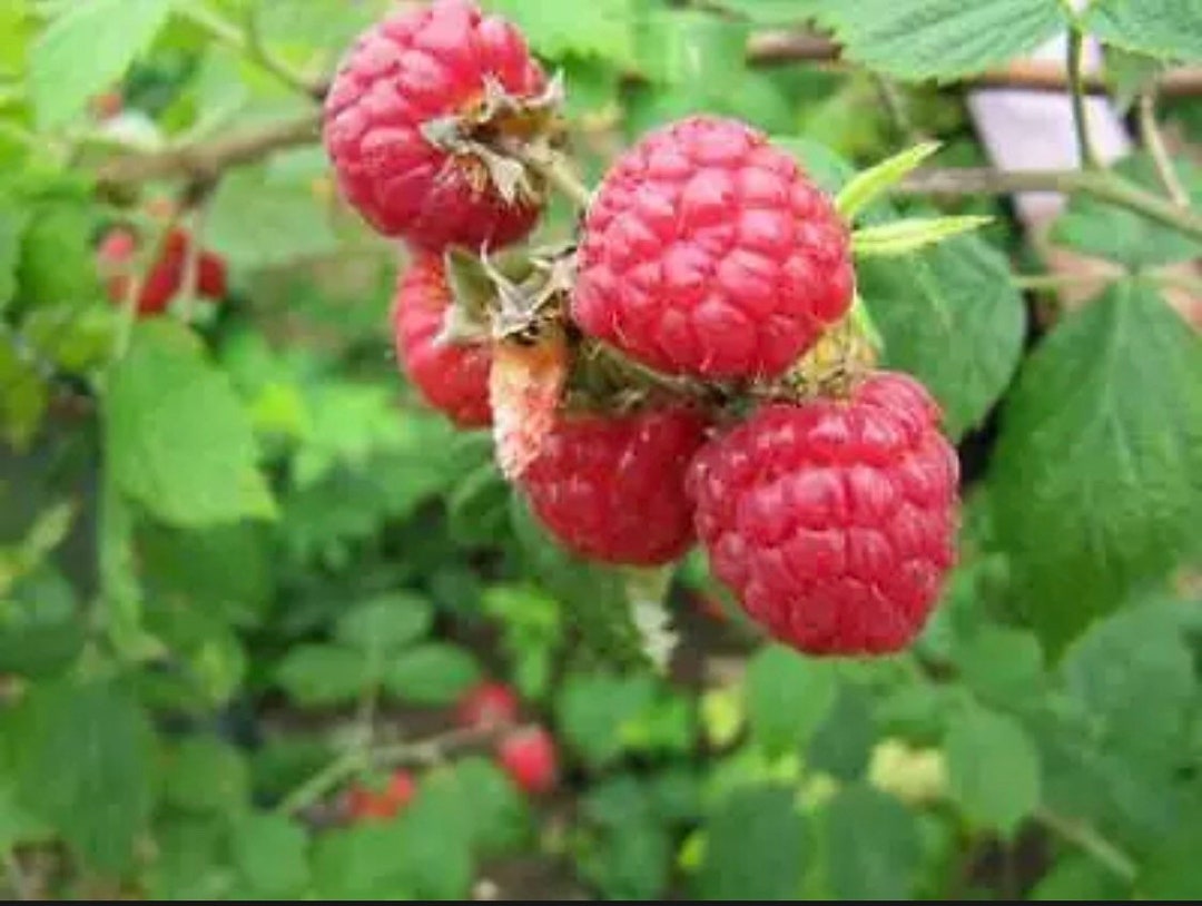 Caroline Raspberry Plants Rubus Idaeus Red Everbearing Raspberry Bush ...