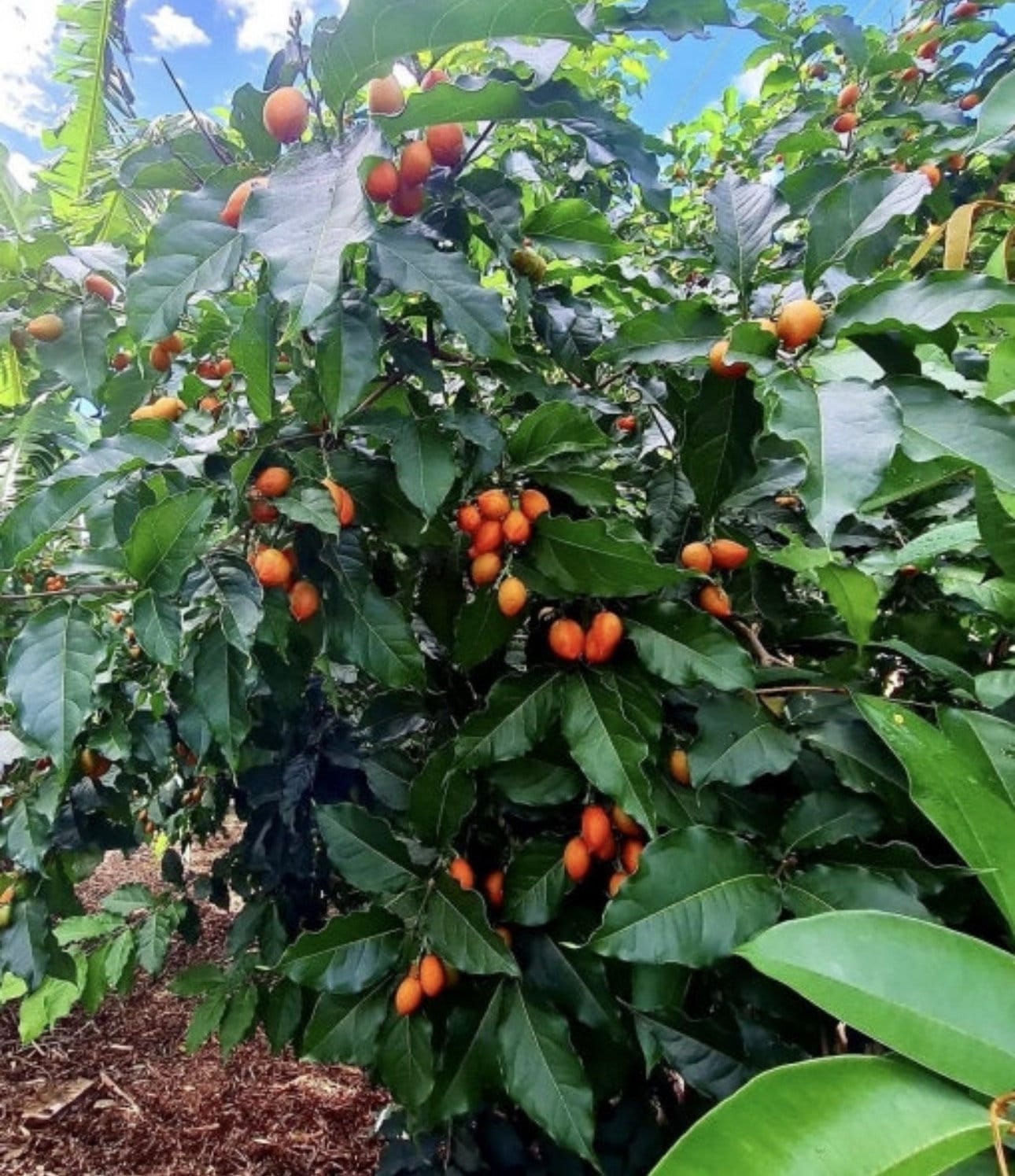 Peanut Butter Tree — Salty Acres