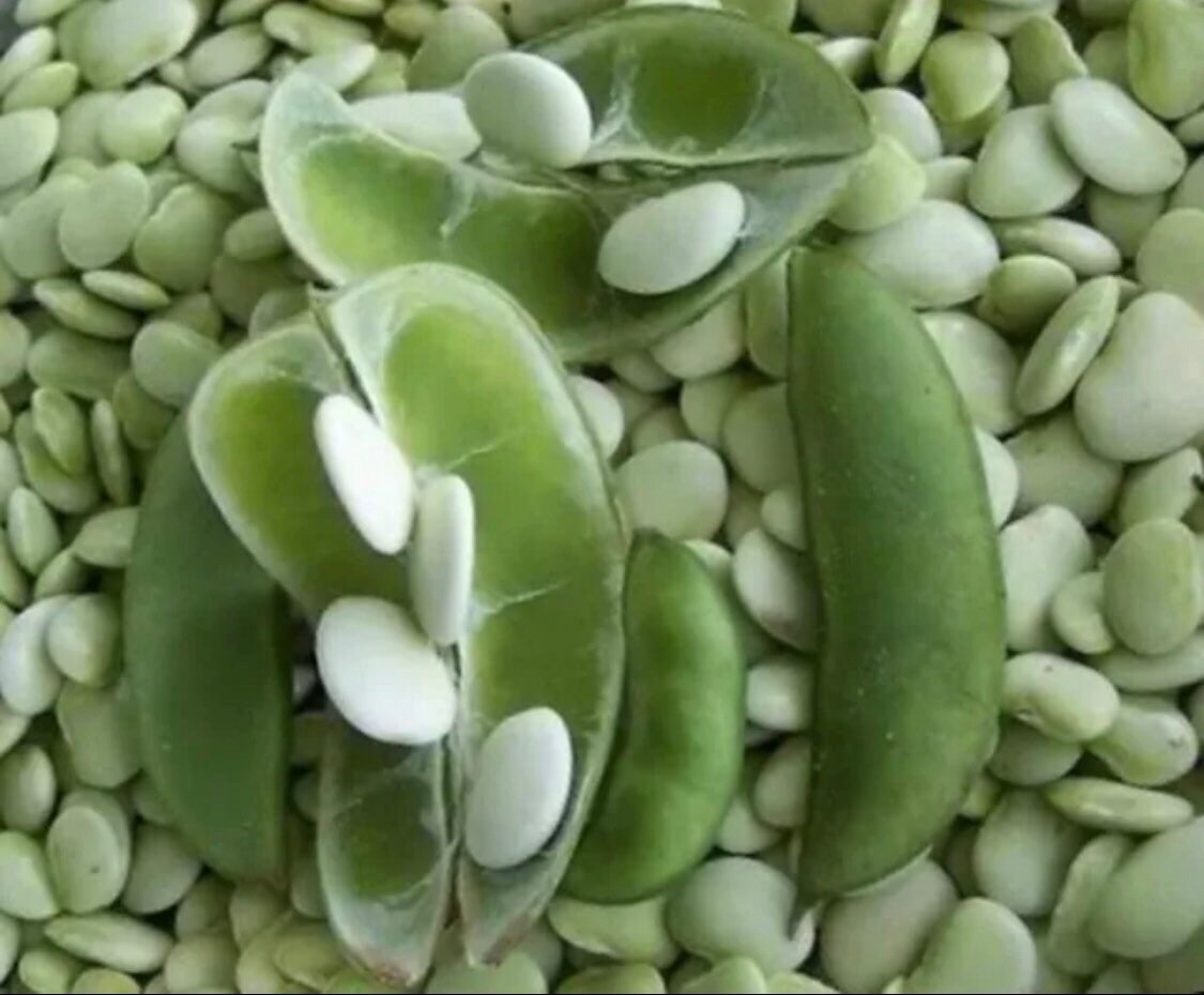 50 Count - Lima Bean Seeds: Bridgeton Baby Lima Bean Seeds — Salty Acres