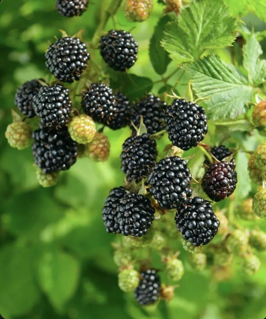 Piper Longum (Pippali) Indian Long Pepper Live Starter - 4 To 8 Inches ...