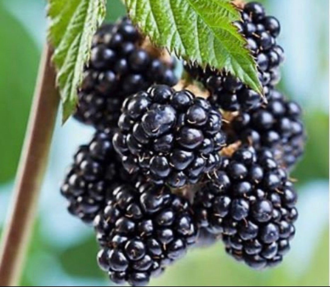 Sweetie Pie Thornless Blackberry Bush Container Garden Plant Fruit ...