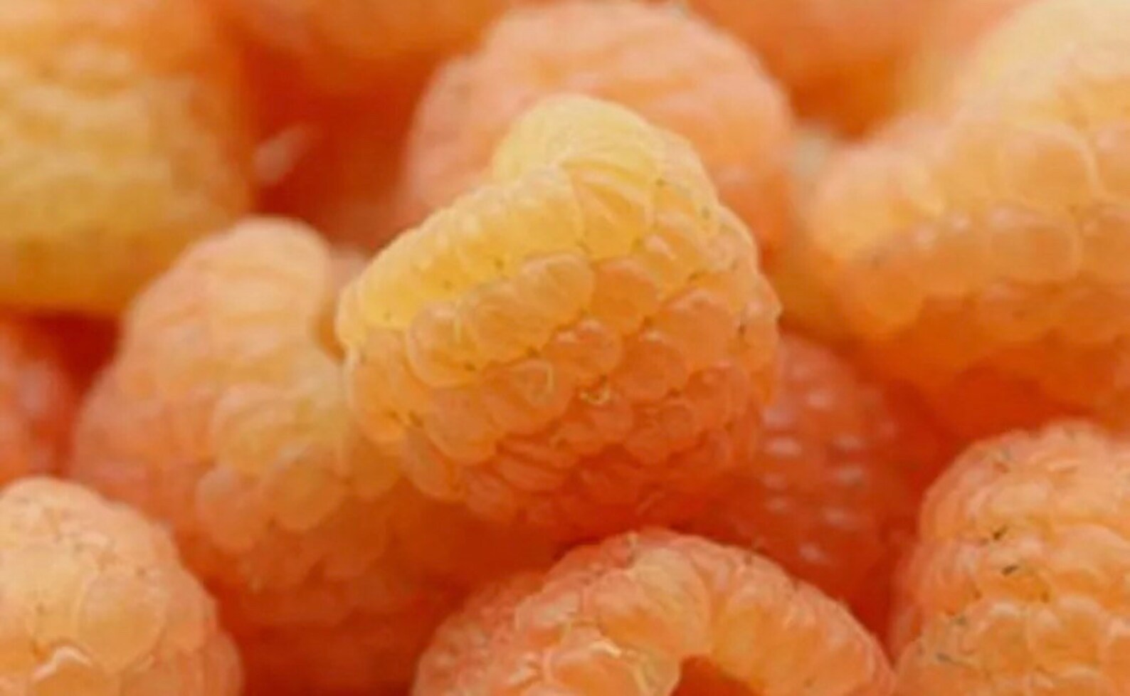 Fall Gold Raspberry Starter Plant Sweet Raspberries Yellow Berry Fruit ...