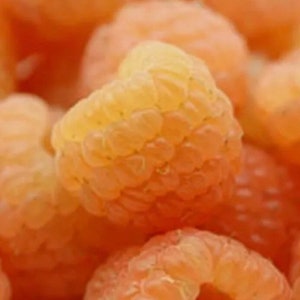 Fall Gold Raspberry Starter Plant Sweet Raspberries Yellow Berry Fruit ...