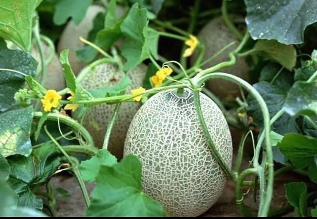 100+ Hales Best Jumbo Melon Seeds Cantaloupe Muskmelon Heirloom - Etsy