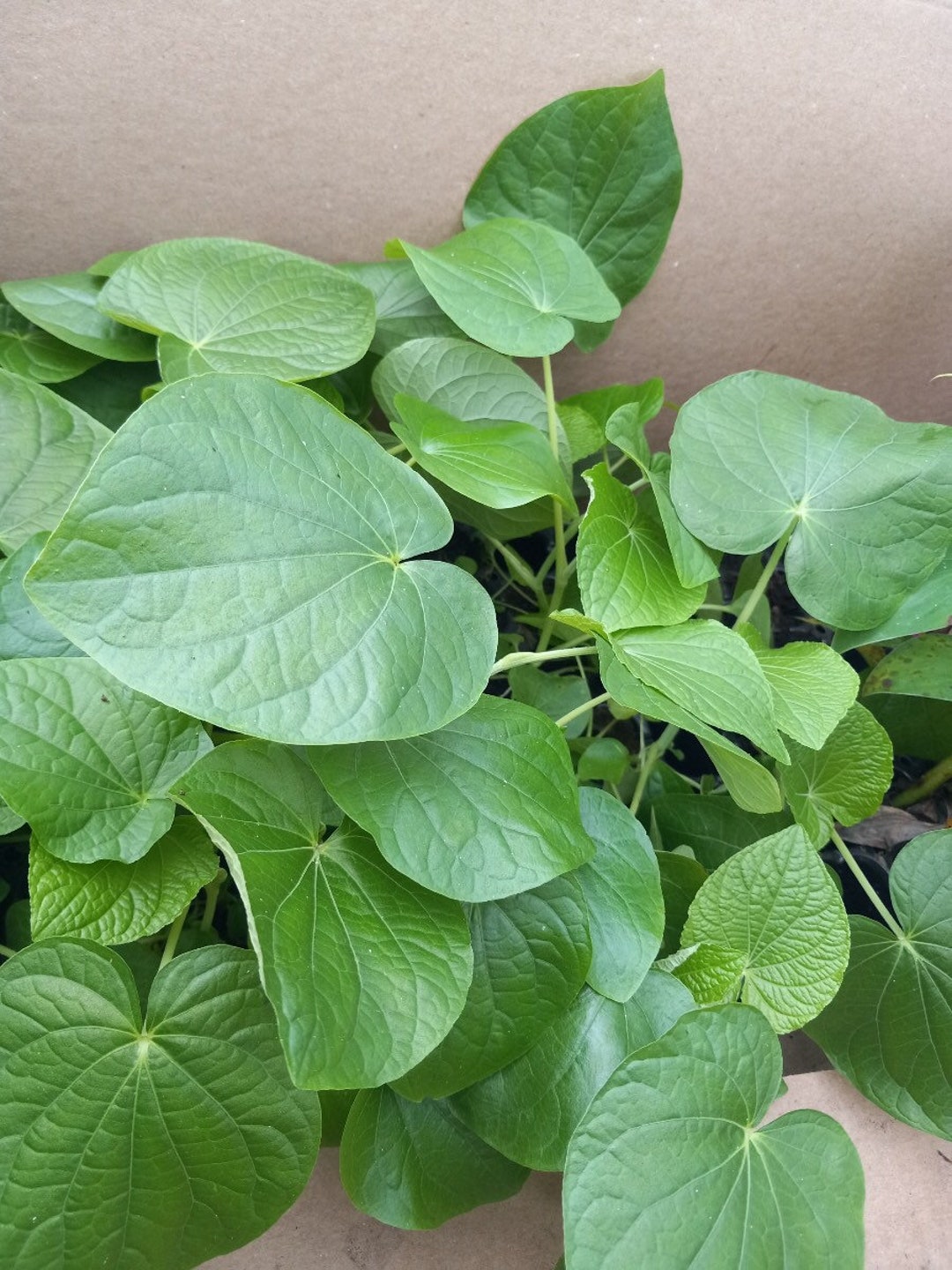 Piper Umbellatum Pariparoba Live Starter Plant Aka Cow's Foot Leaf - 4 ...