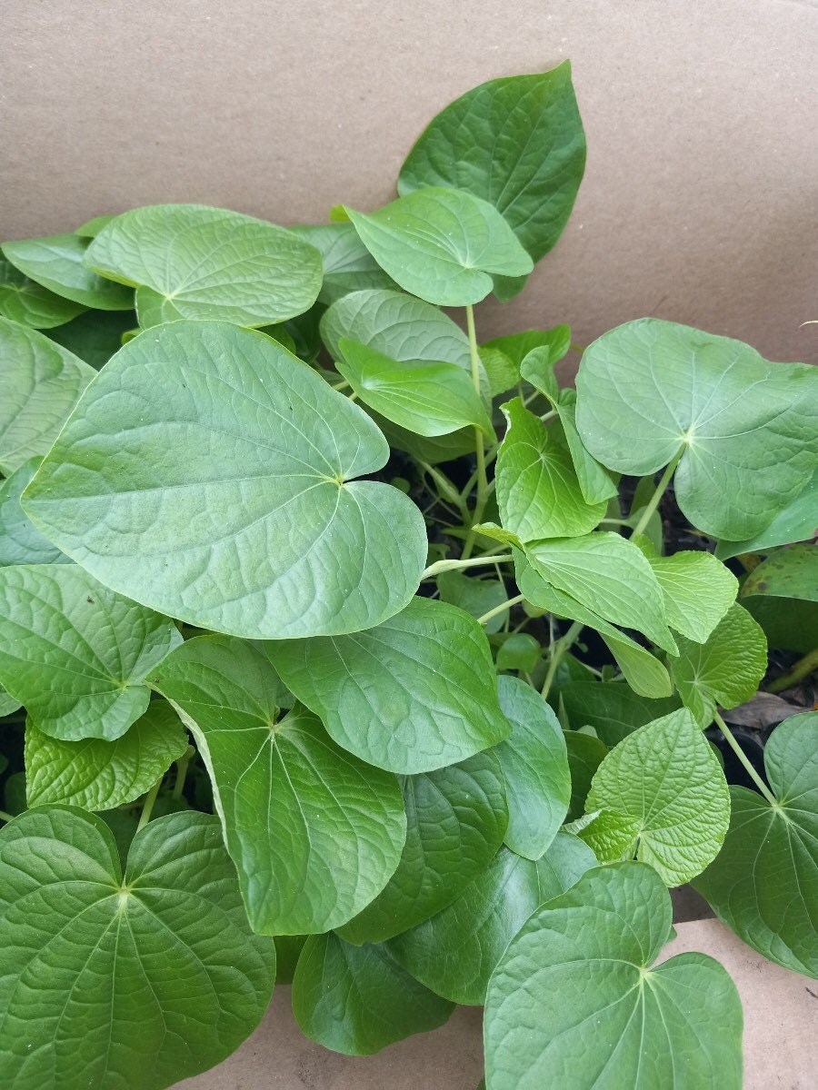 piper umbellatum plant piper umbellatum pariparoba cows foot leaf ...