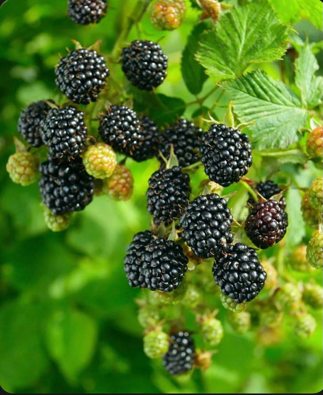 Prime Ark Freedom Blackberry Plants - Produces Largest Blackberries in ...