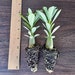 Desert Rose Picotee Adenium Obesum Starter Plant - Flowering Plant ...