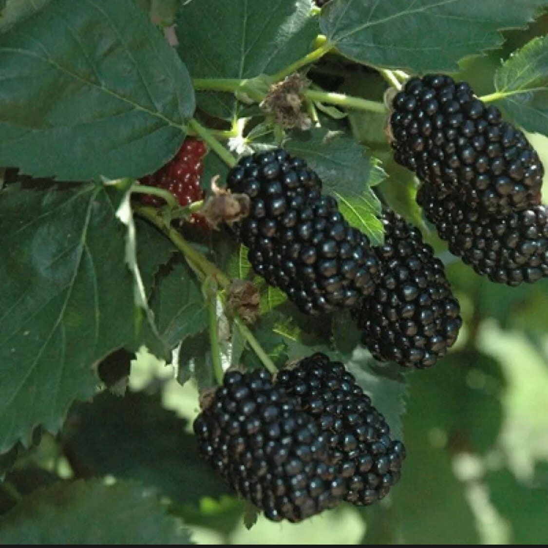 Fruit-Bearing Plants Shipped Nationwide | Salty Acres NC