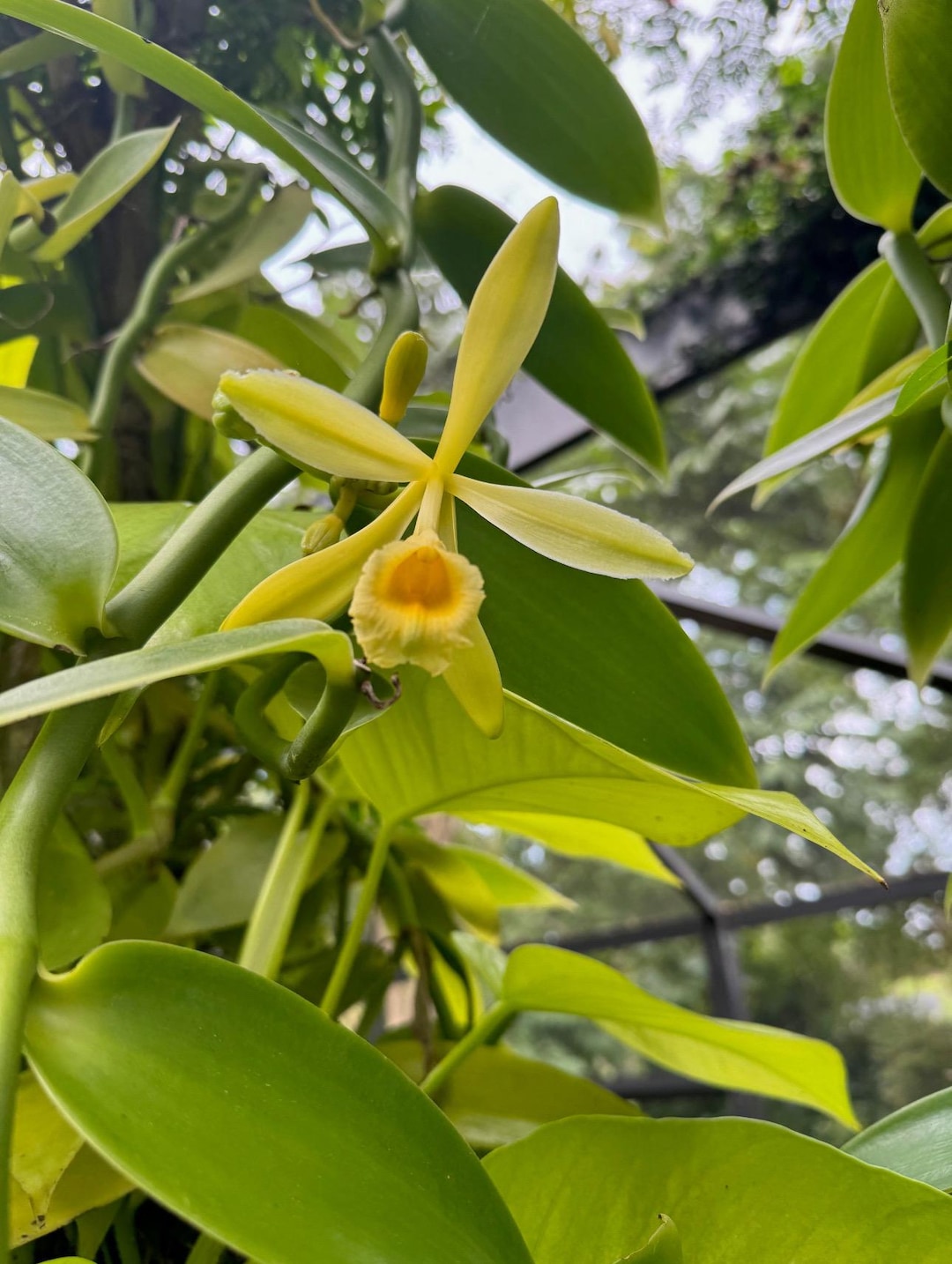 Vanilla Bean Orchid Plant - Vanilla Planifolia - Tropical Vine - Etsy