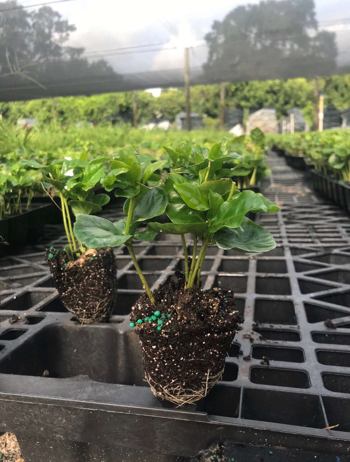 Top Hat Dwarf Blueberry - Starter Plant — Salty Acres