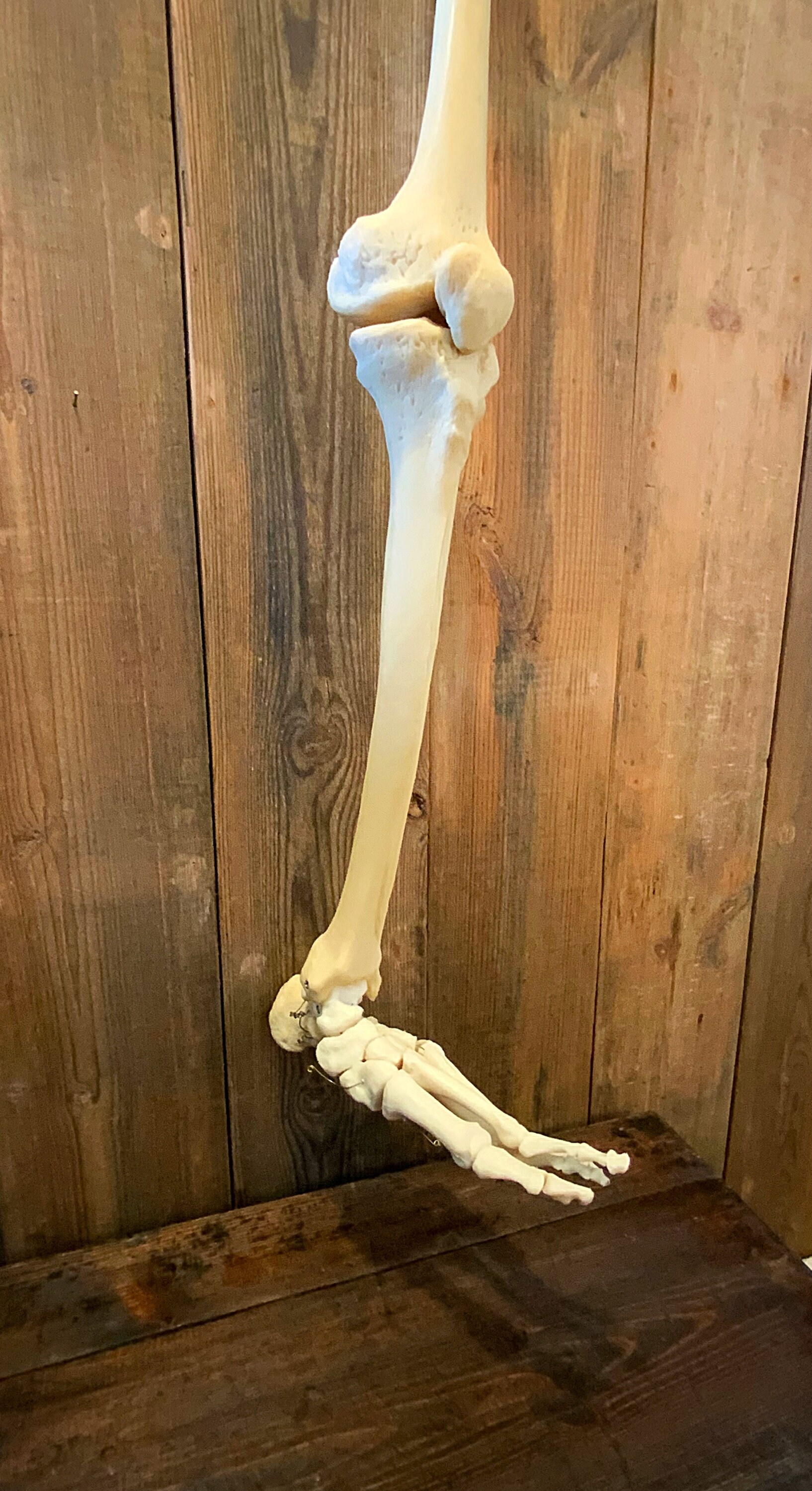 Articulated Leg, Model Leg, Foot & Hip - Etsy