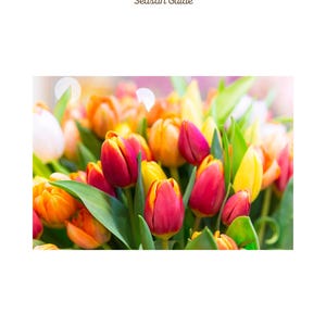 Bright Spring Season Guide - Etsy