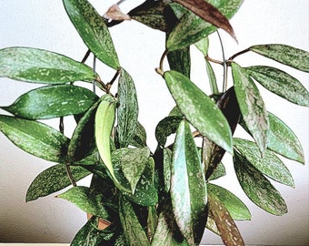Super Splashy Hoya Pubicalyx Pink Silver Established Live Two Plants ...