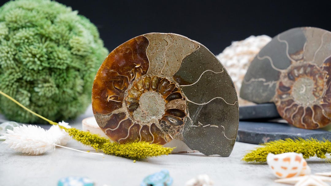 Ammonite Fossil Specimen Crystal Gift Ancient Sea Relic Spiritual Decor ...