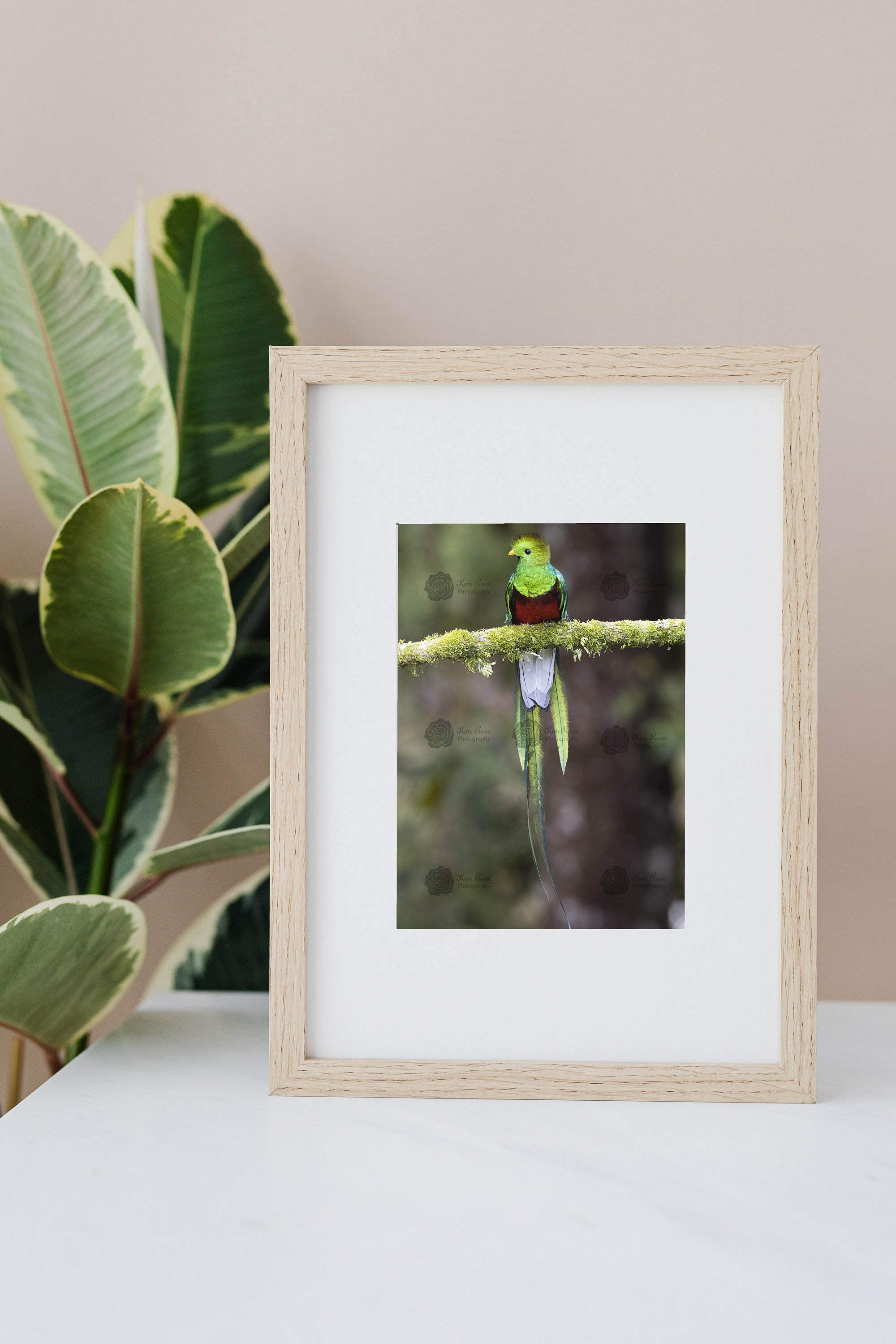 Resplendent Quetzal 3, Costa Rica, Bird, Wildlife, Canvas, Luster Print ...