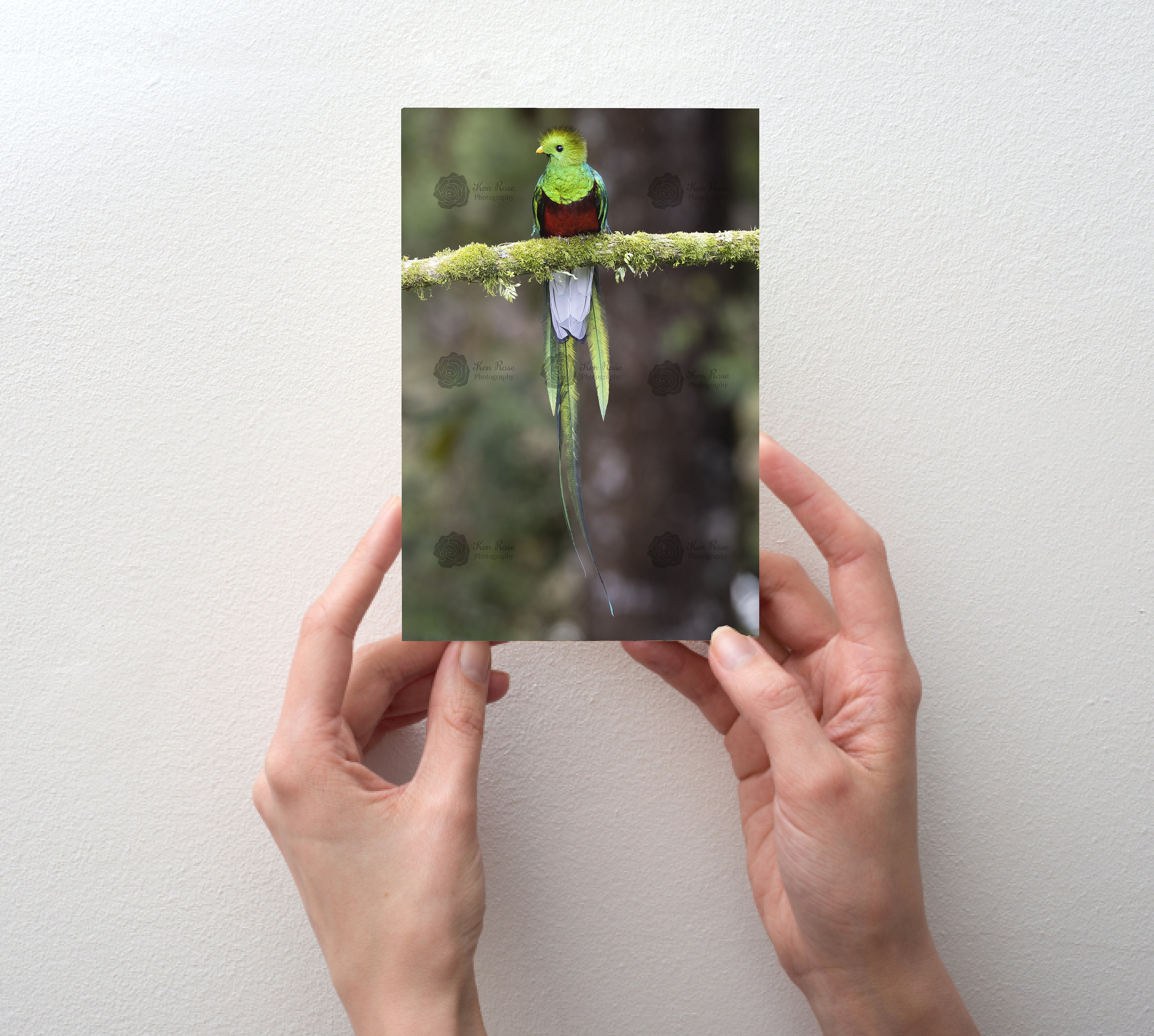 Resplendent Quetzal 3, Costa Rica, Bird, Wildlife, Canvas, Luster Print ...