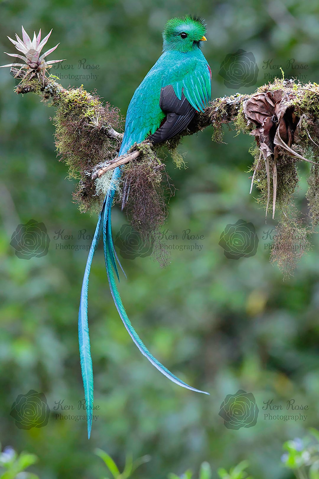 Resplendent Quetzal, Costa Rica, Wildlife, Bird, Canvas, Luster Print ...