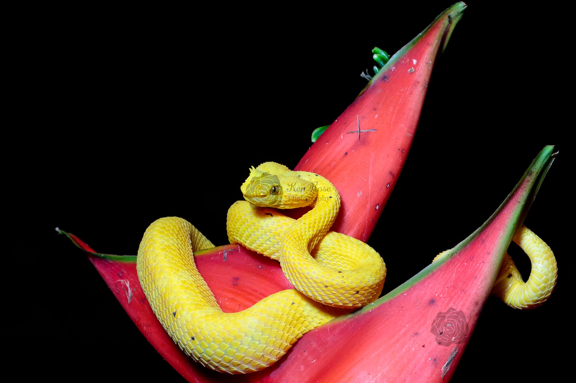 Red Eyelash Viper Snake