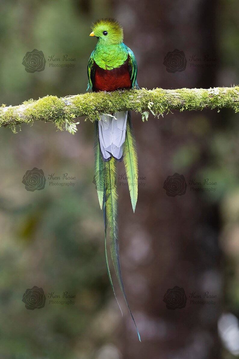 Resplendent Quetzal 3, Costa Rica, Bird, Wildlife, Canvas, Luster Print ...