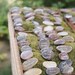 Beach Stones - 10 X 2.5"-4" Stones - Home Decor, Display, Craft - Etsy