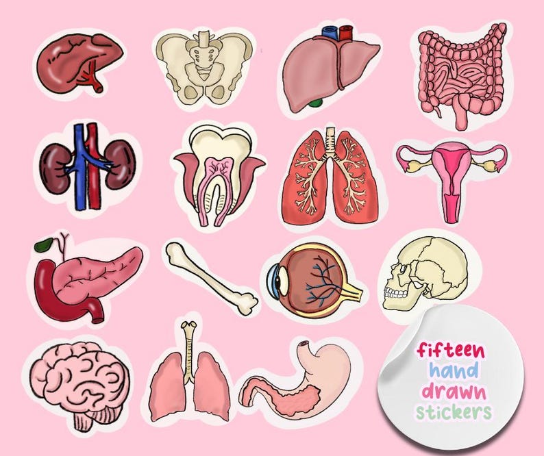 15 Digital Anatomy Stickers | Human Biology Stickers | Human Anatomy ...