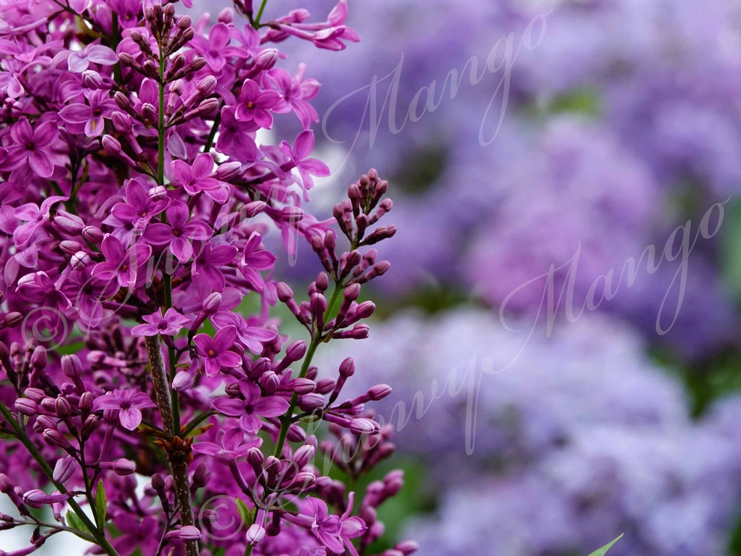 Digital Download – Photo of Lilacs – Photograph of Flowers - Purple ...