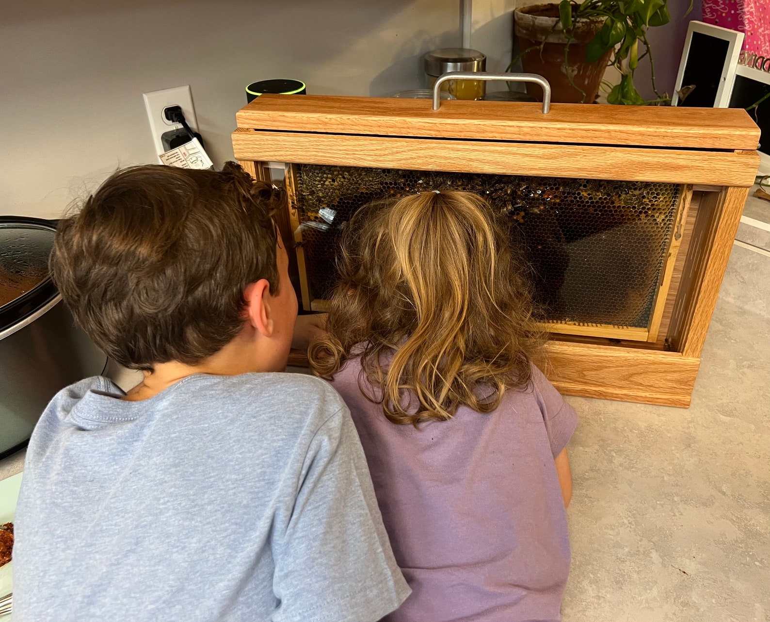 Observation Beehive | Honeybee Educational Hive | Made in the USA - Etsy