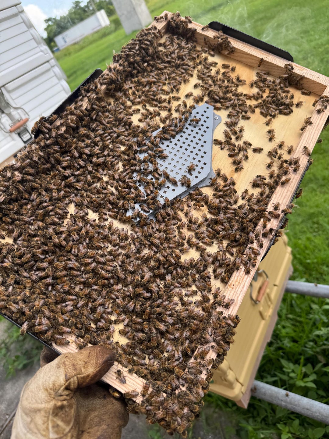 Apimaye Escape Board | Ergo Plus Escape Board | Apimaye 7 Frame Escape ...