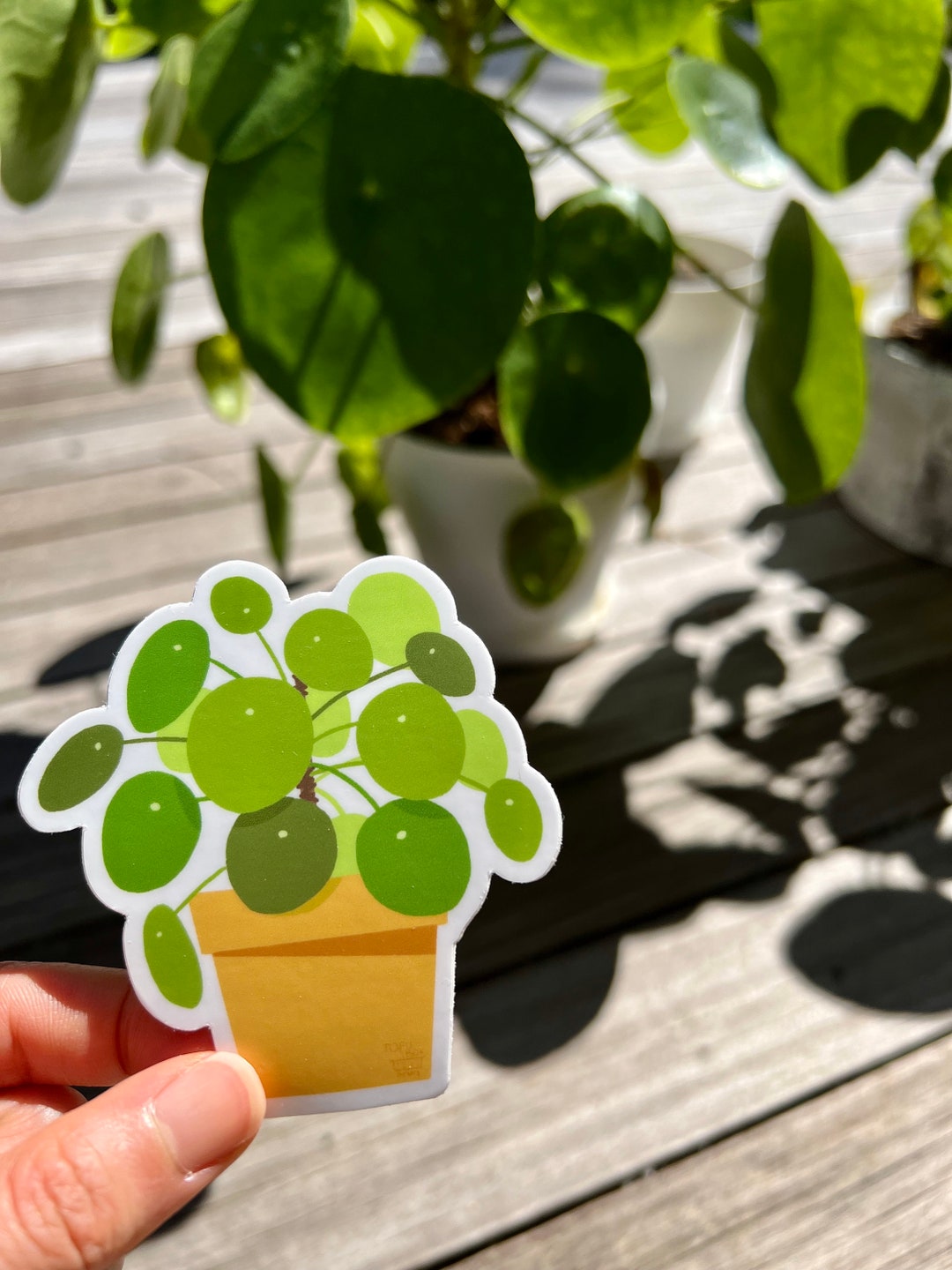 Cute Plant Vinyl Sticker - Chinese Money Plant - Etsy