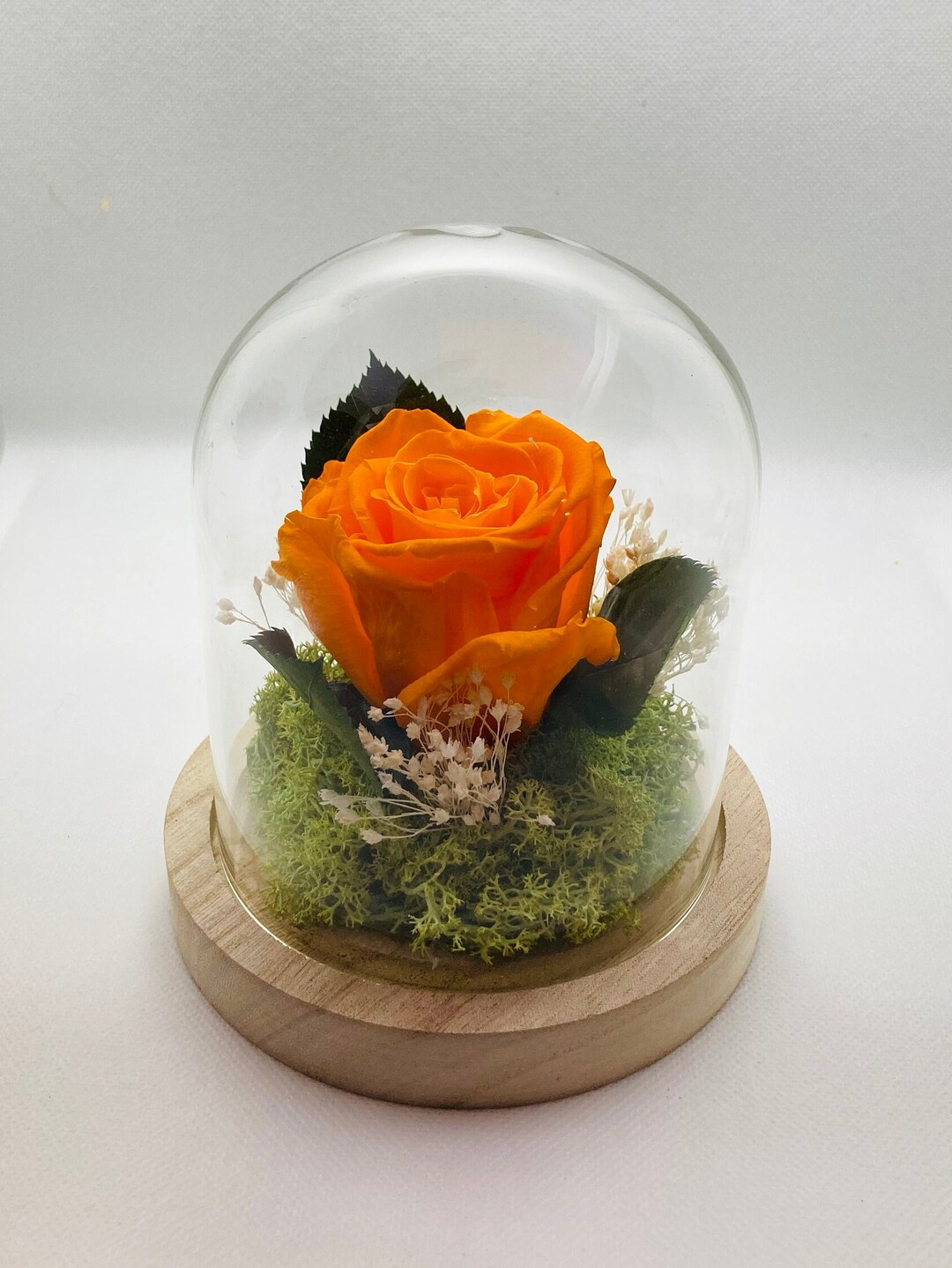 Bell Katherine eternal Rose Under Bell - Etsy