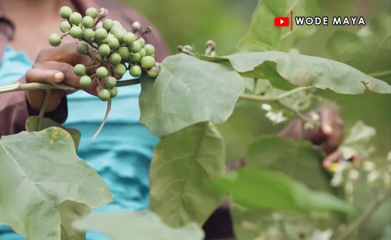 Daliha Turkey Berry Tea 2 PACKS - Etsy