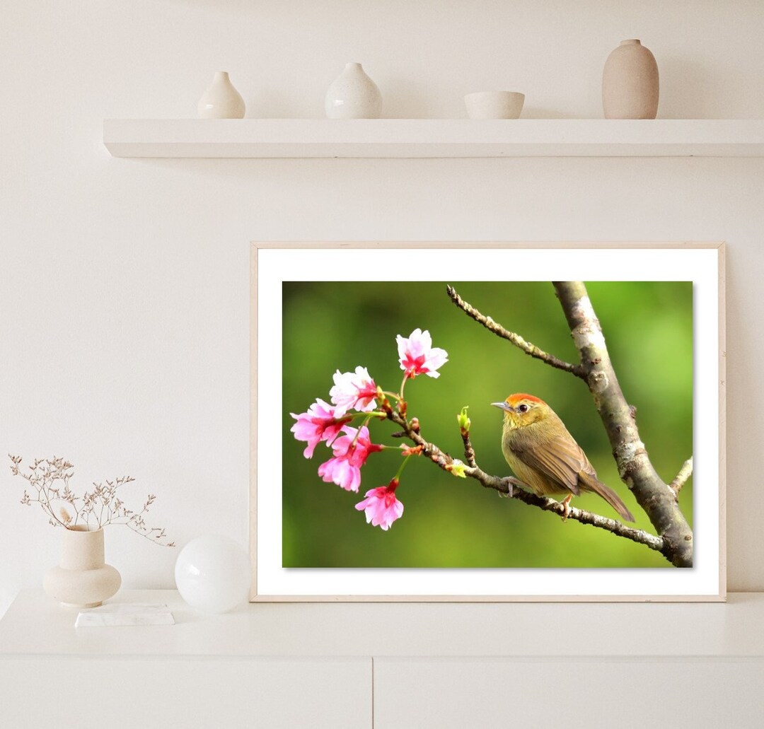 Orange Red-headed Babbler Bird Print/canvas Wall Art Décor Bird on a ...