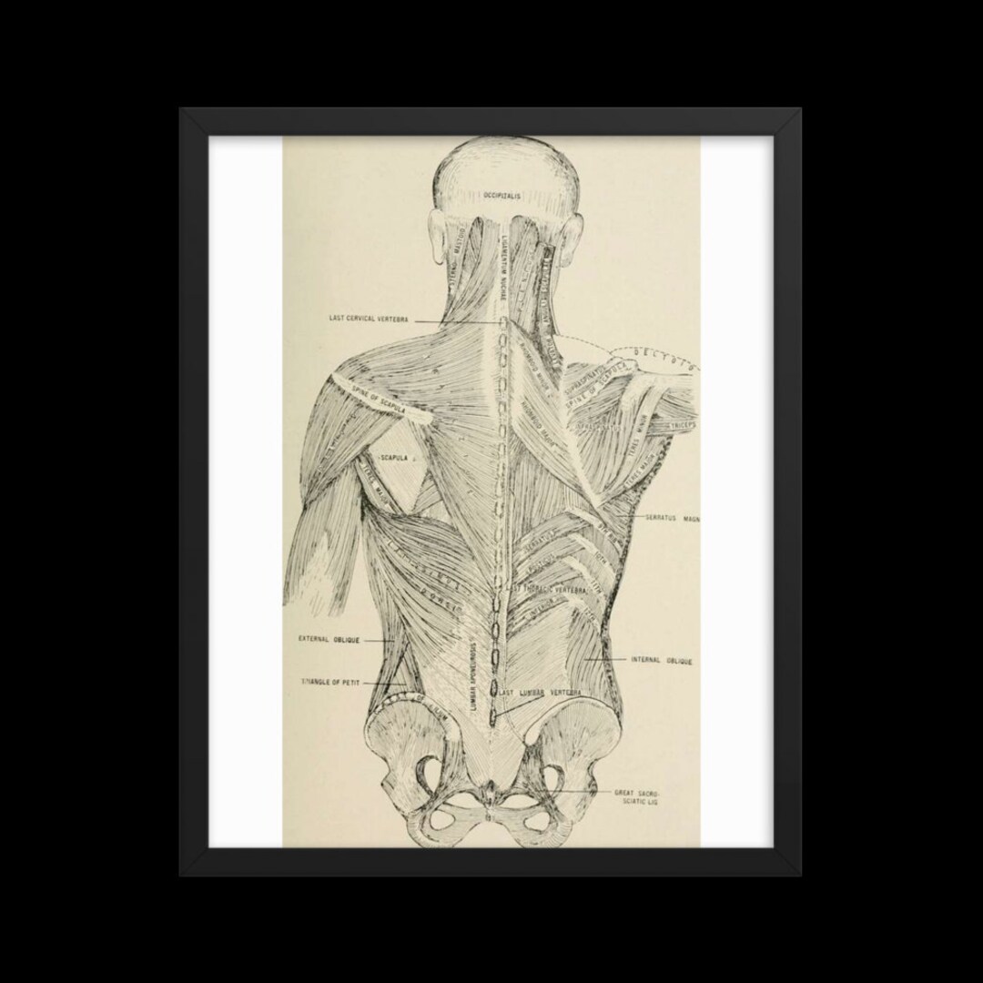 Vintage Anatomical Illustration of Human Back - Etsy