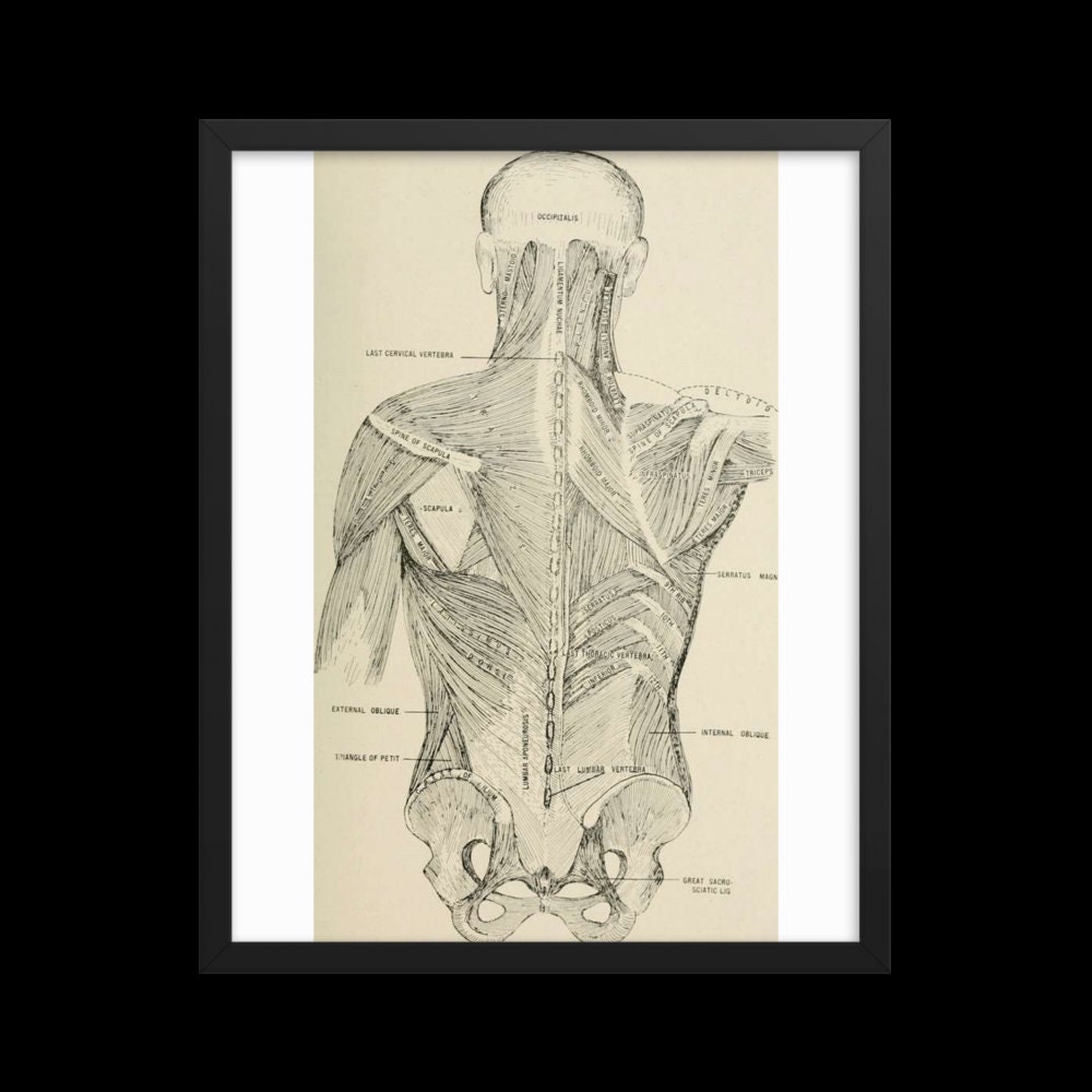 Vintage Anatomical Illustration of Human Back - Etsy