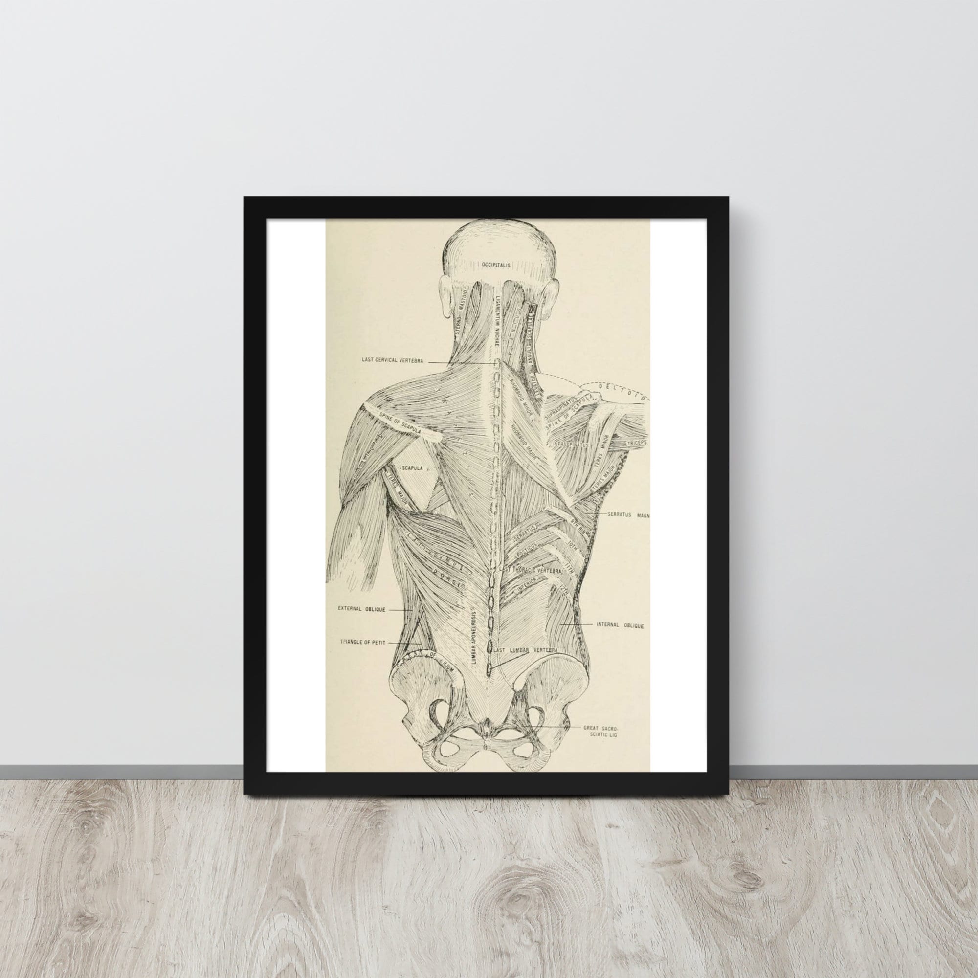 Vintage Anatomical Illustration of Human Back - Etsy