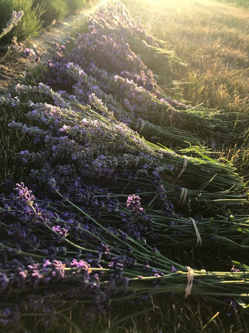 Lavender Buds Edible Lavender Culinary Lavender Premium - Etsy